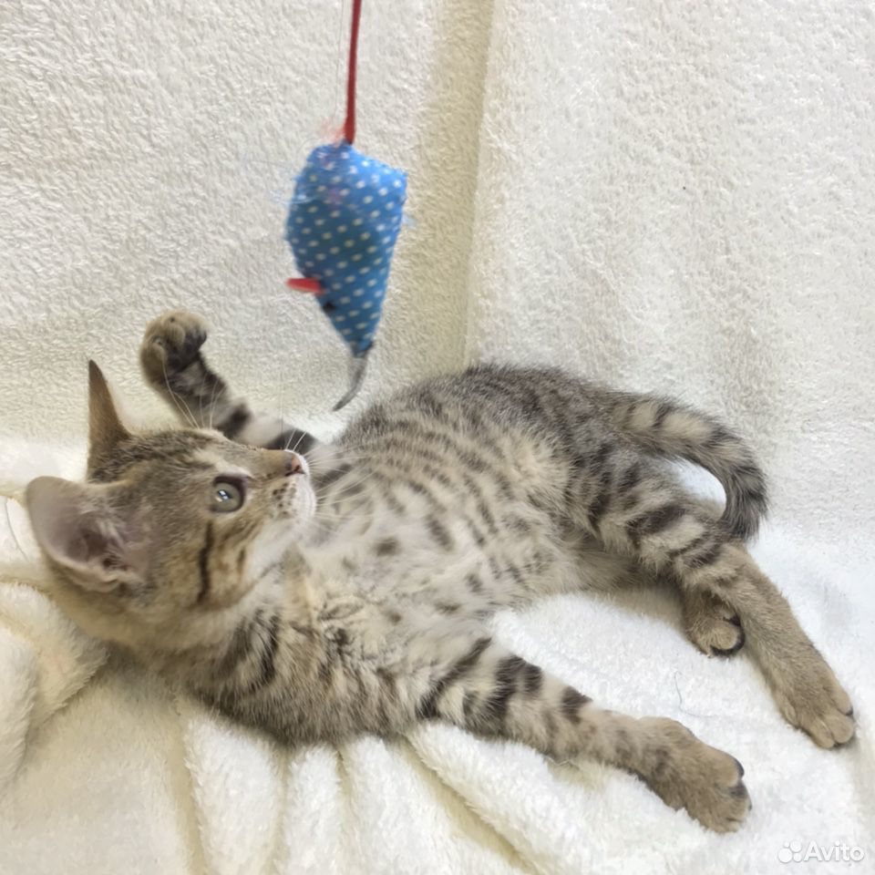 Капитан Флинт котёнок мальчик 3 месяца