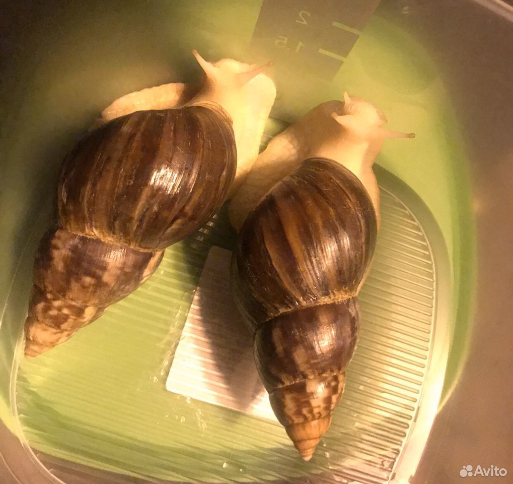 Улитки Ахатины