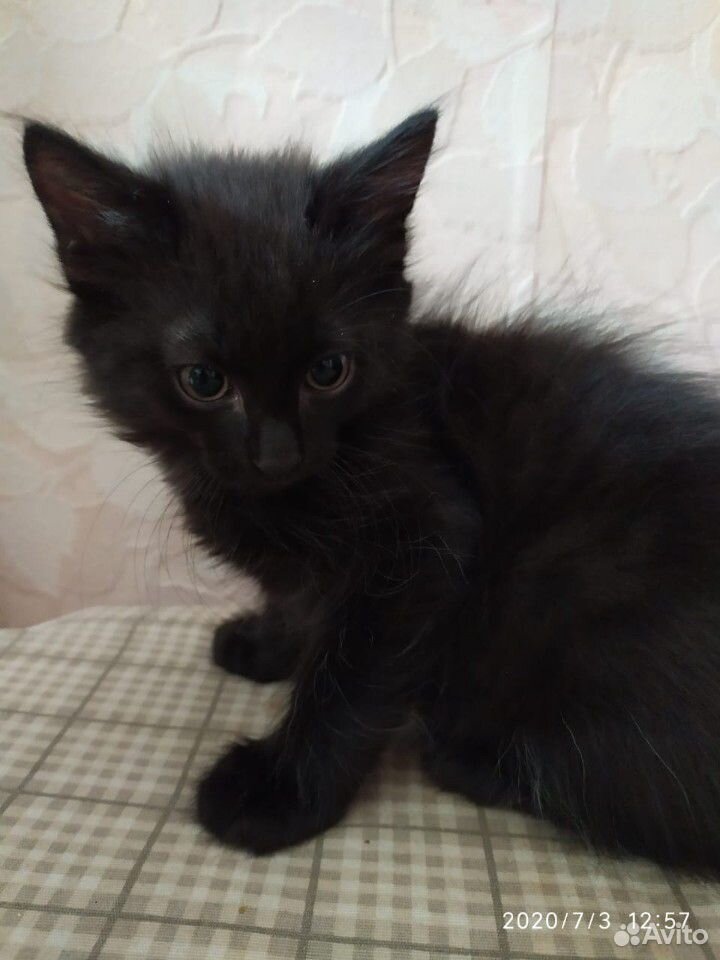 Котенок мальчишка 2 месяца