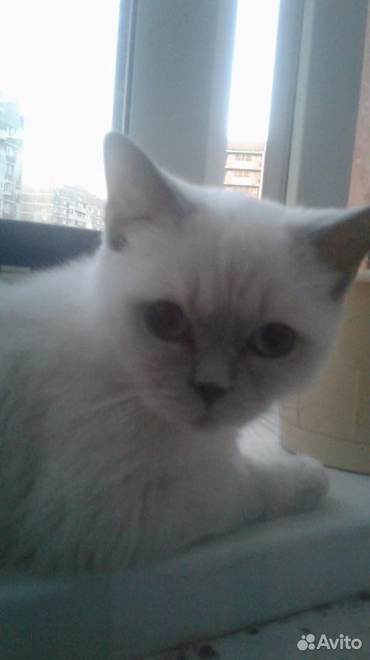 Шотландская кошка