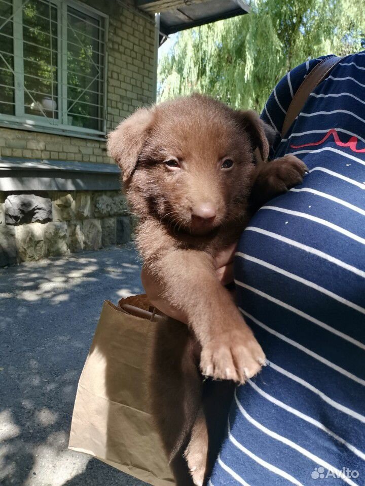 Щенок 1 мес в добрые руки