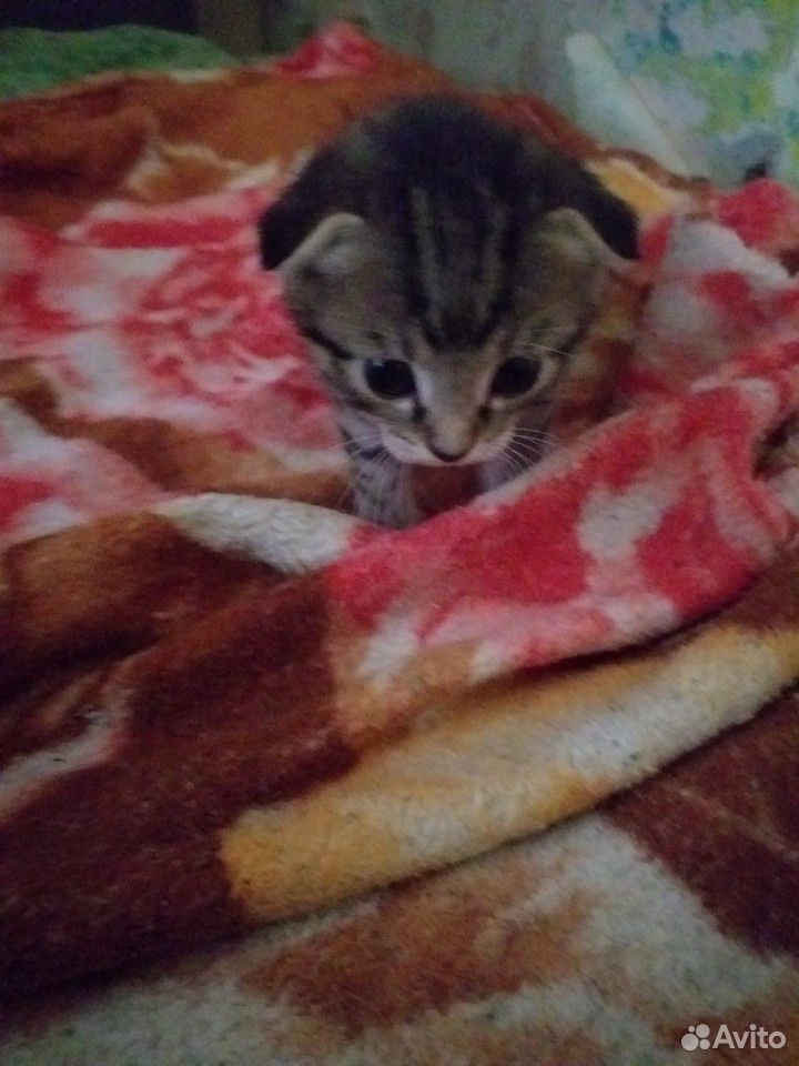 Шотландские котята. 2 вислоухих, 3 девочки и один