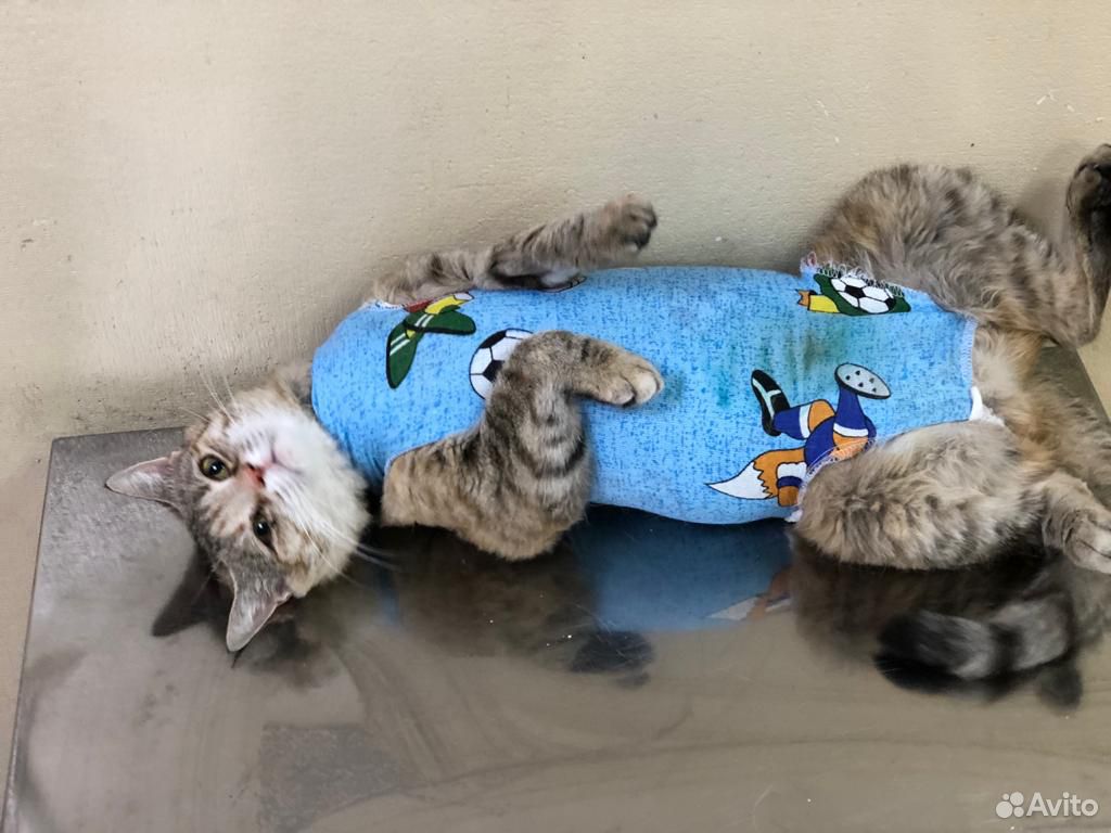 Кошка в добрые руки