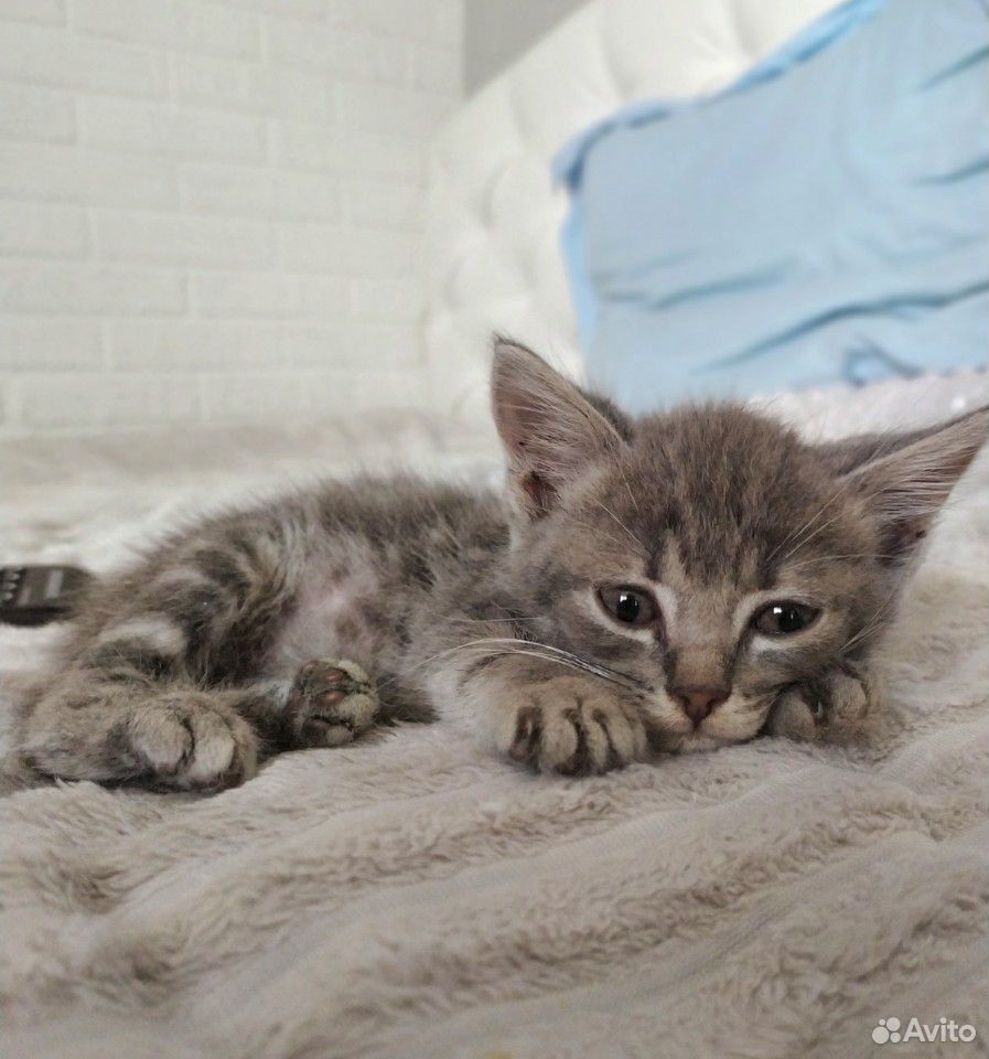 Самый классный котнок