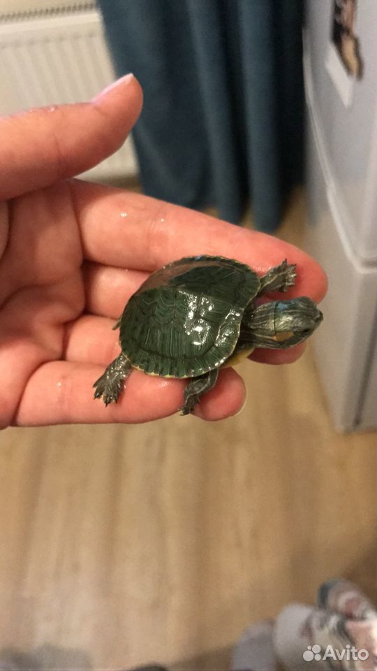 Черепашка маленькая