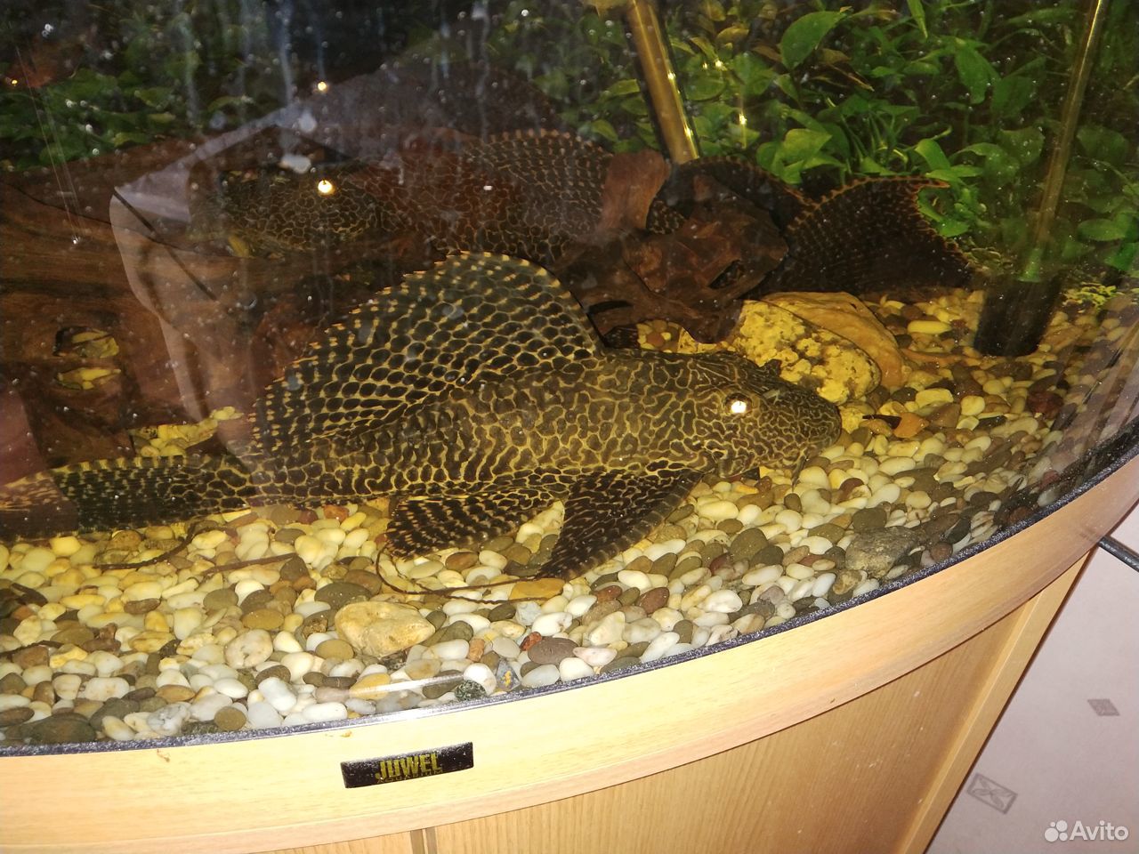 Птериоплихт парчовый сом