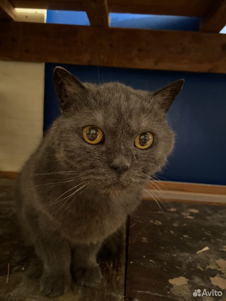 В добрые руки