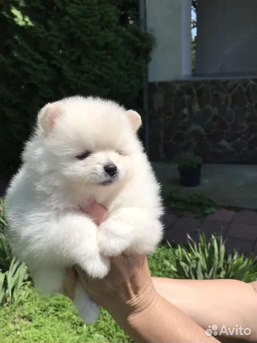 Померанский шпиц