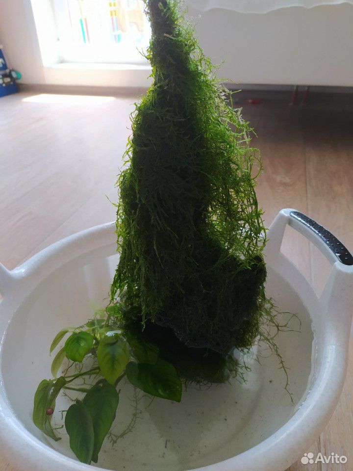 Мангровая коряга