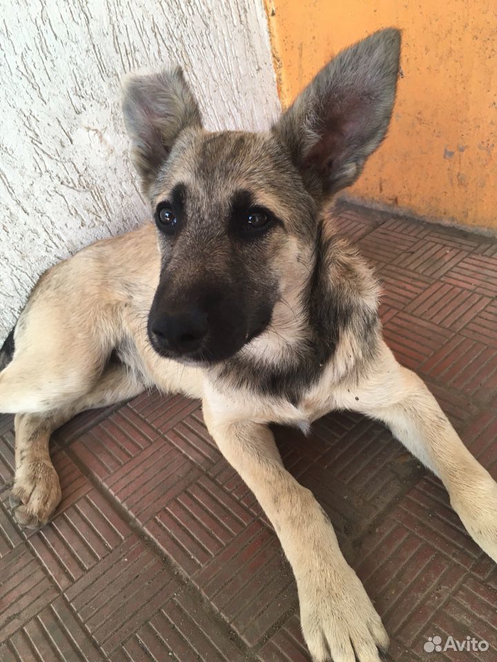 Самым срочным образом отдаётся щенок в добрые руки