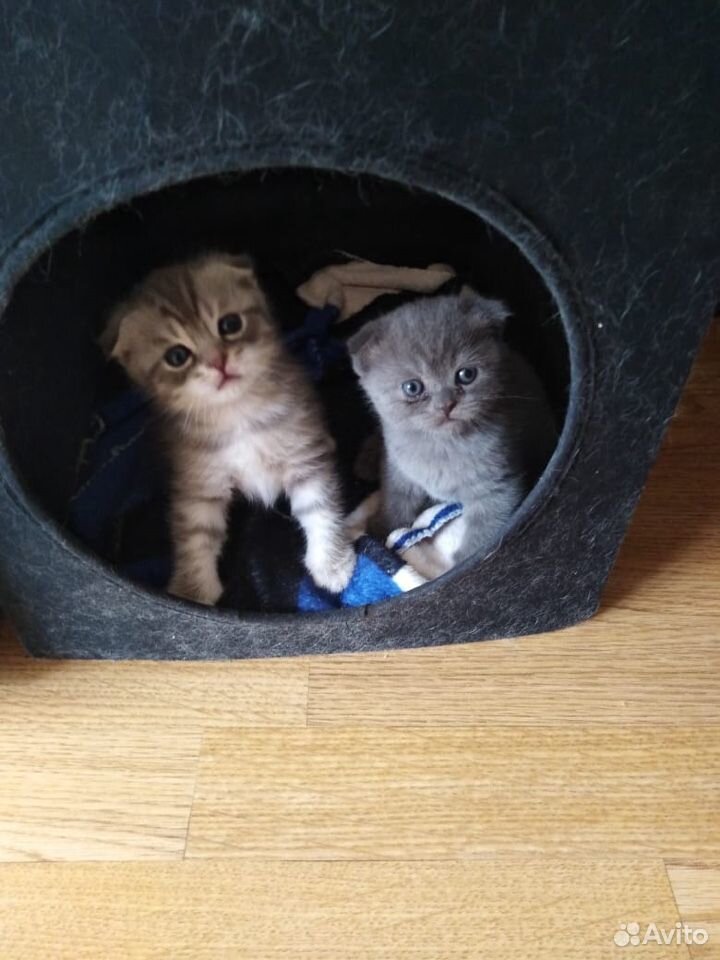 Котята шотландцы