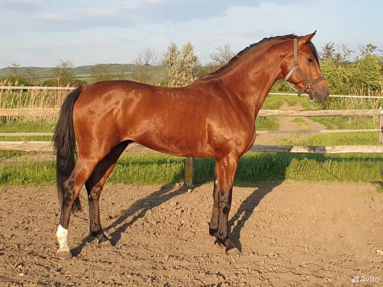 Арабский жеребец 3 года