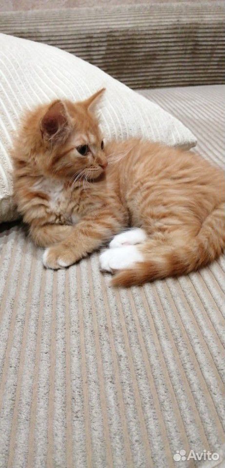 Котенок рыженький. домашний. в добрые руки