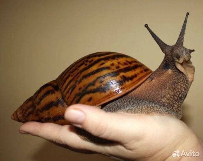 Ахитинские улитки