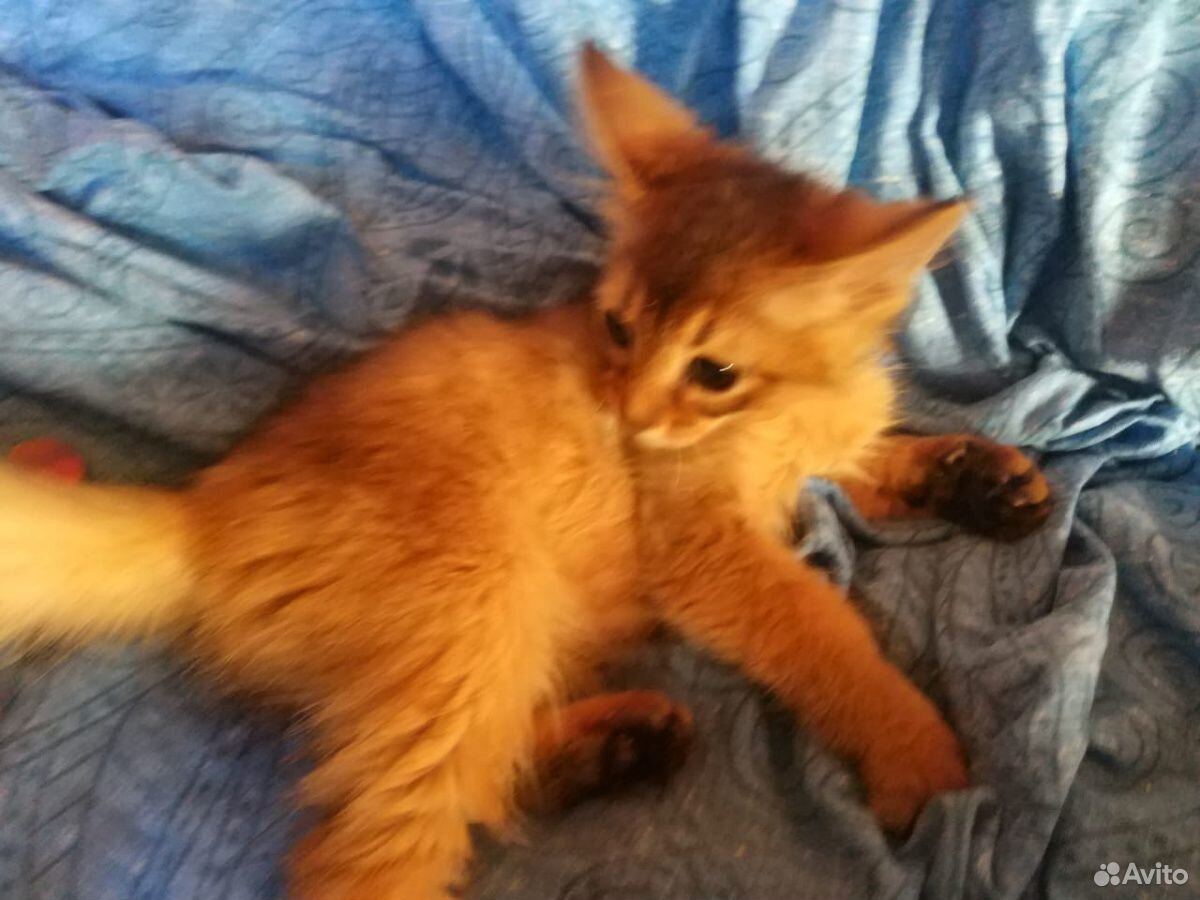 Сомалийский мальчик яркий