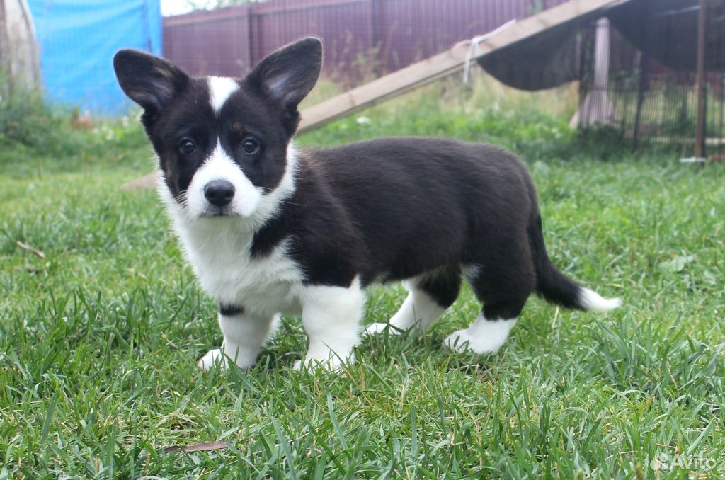 Вельш корги кардиган девочка и мальчик