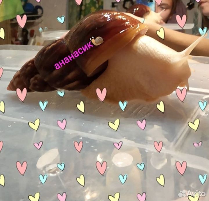 Отдается улитка Ахатина в хорошие руки