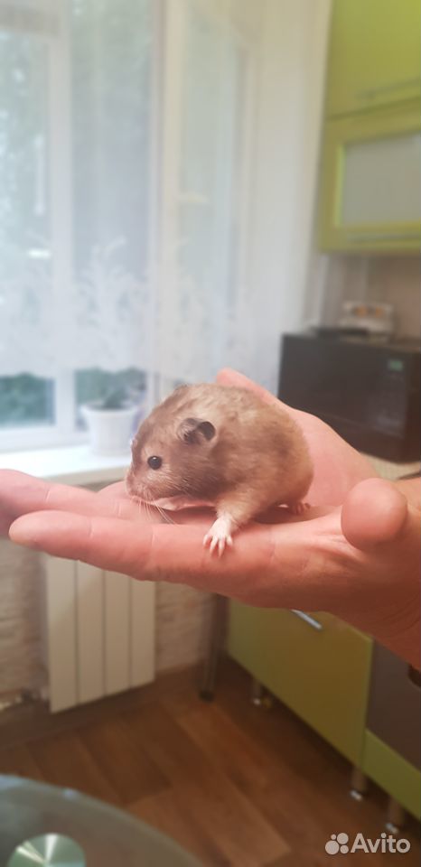 Сирийский хомячок