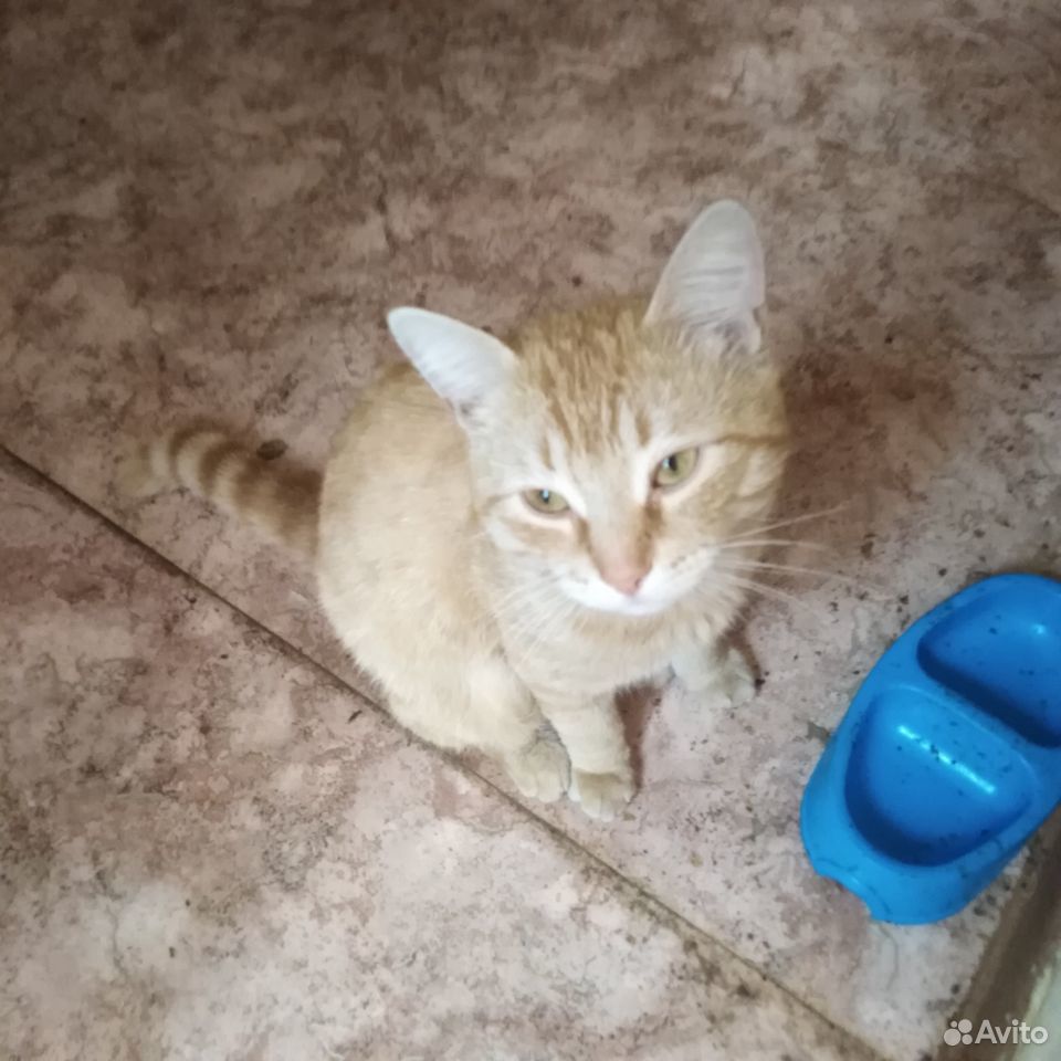 Отдам котика в добрые руки