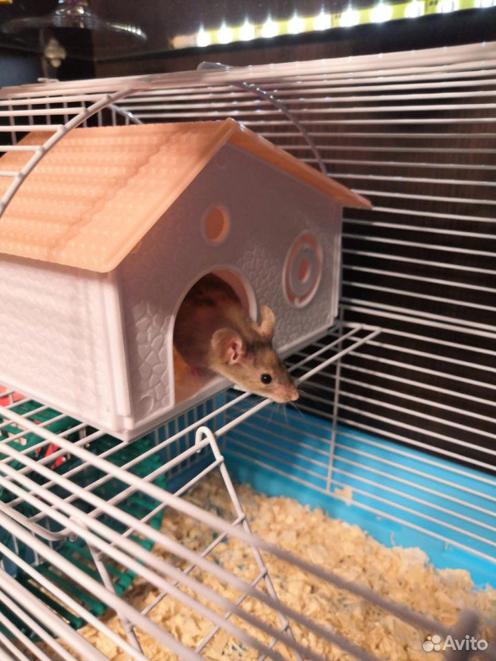 Мышь, Мышка, Мышонок