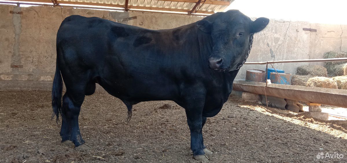 Бык Абердин ангус