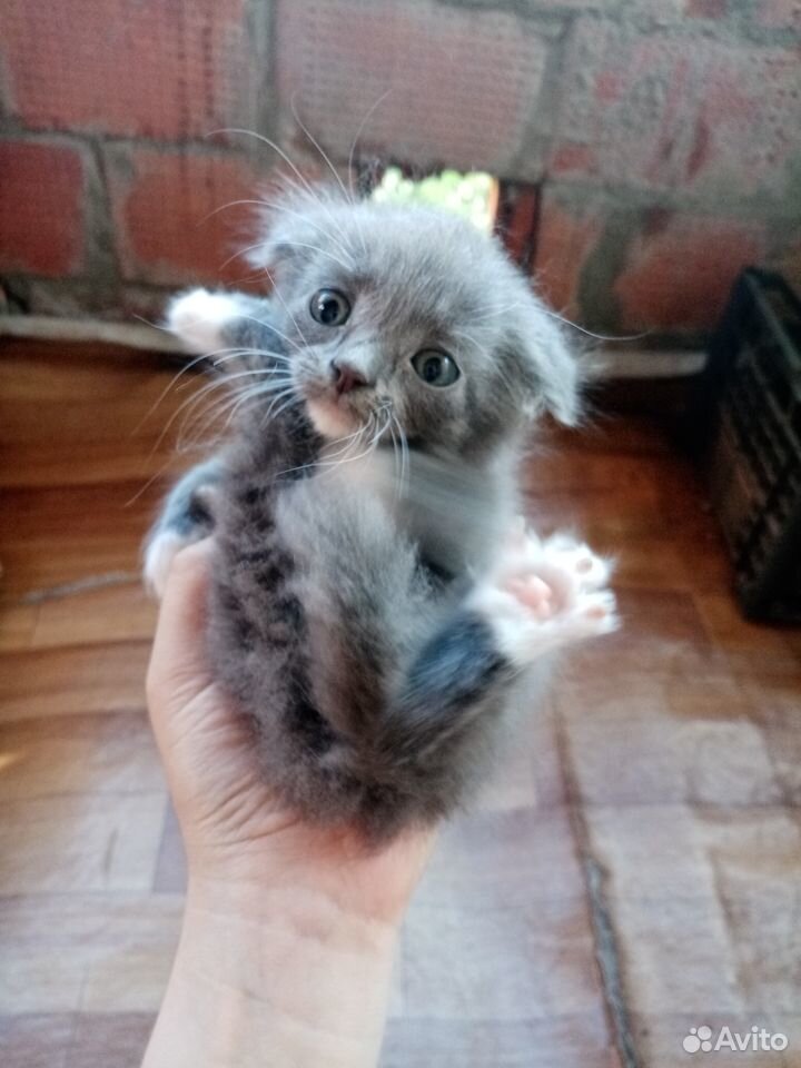 Отдам в хорошие руки котят, от веслоухой британки