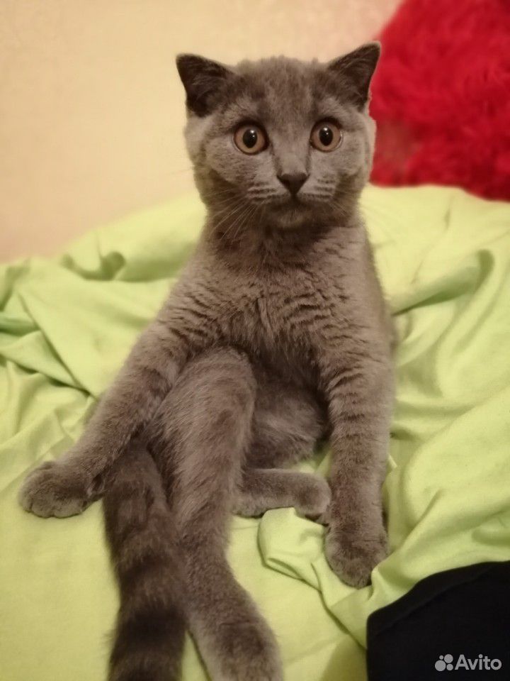 Британская кошечка