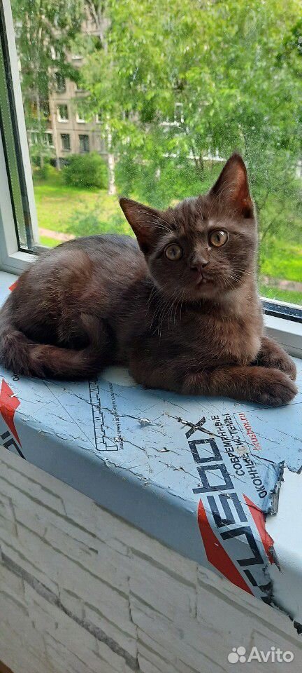 Шоколадный котенок мальчик