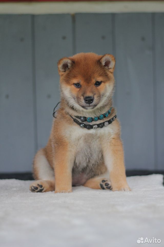 Девочка Сиба-ину