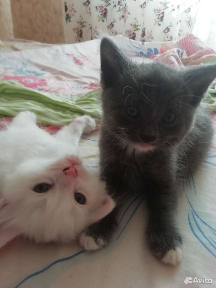 Котята