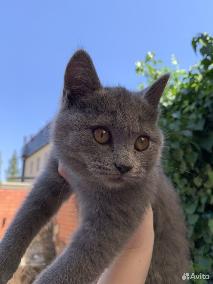Котята ищут дом