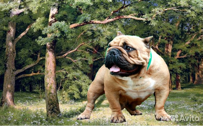 Exotic Bully