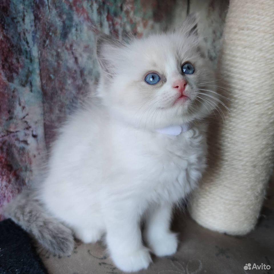 Девочка Eva, рэгдолл, документы