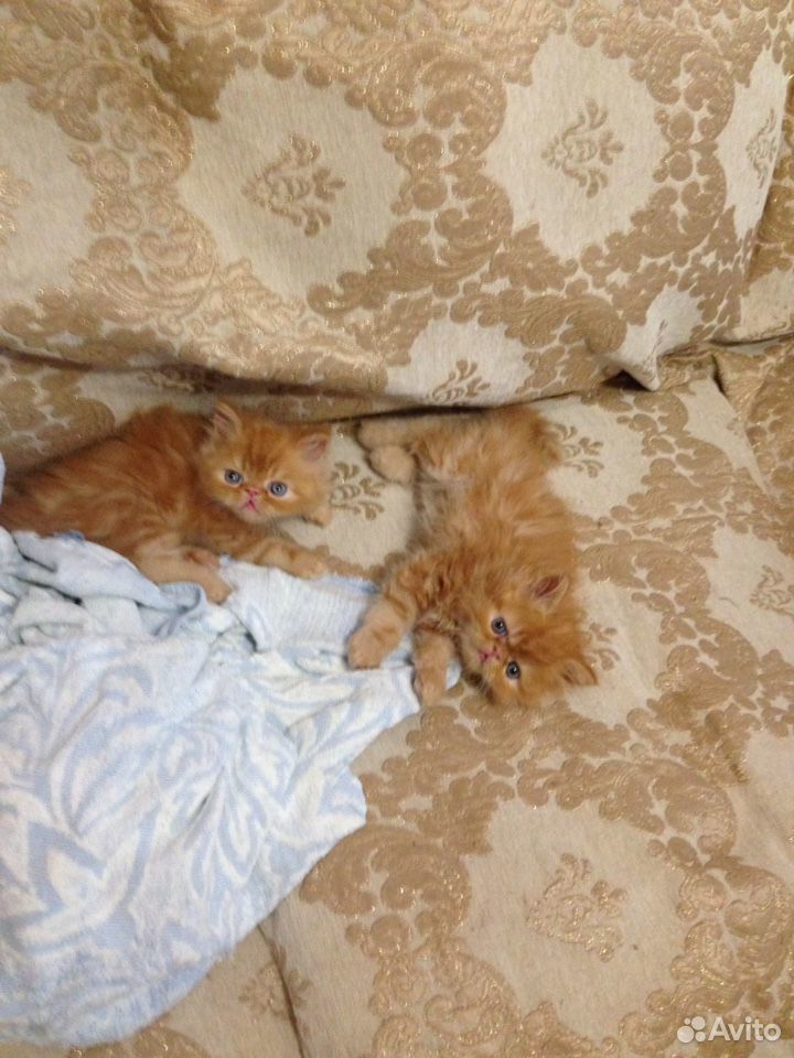 Породистые Длинношерстые Экзотические Персики ищут