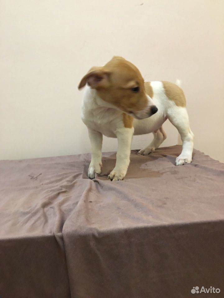 Джек Рассл терьер