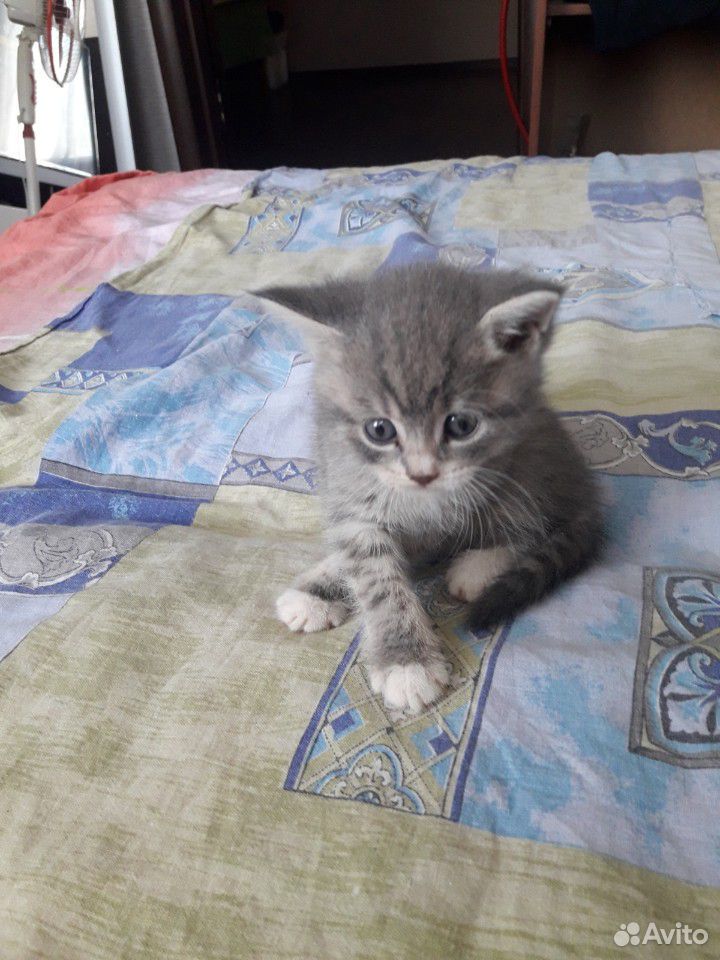 Кошка