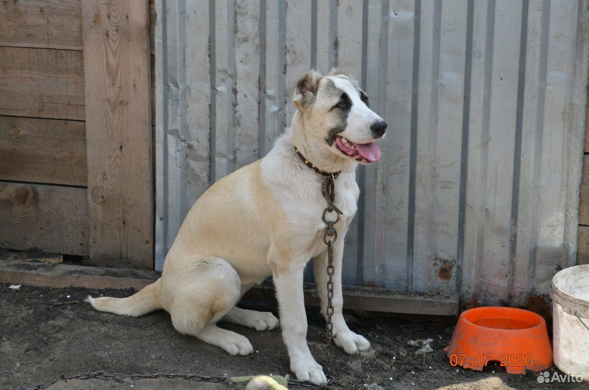 Среднеазиатская овчарка