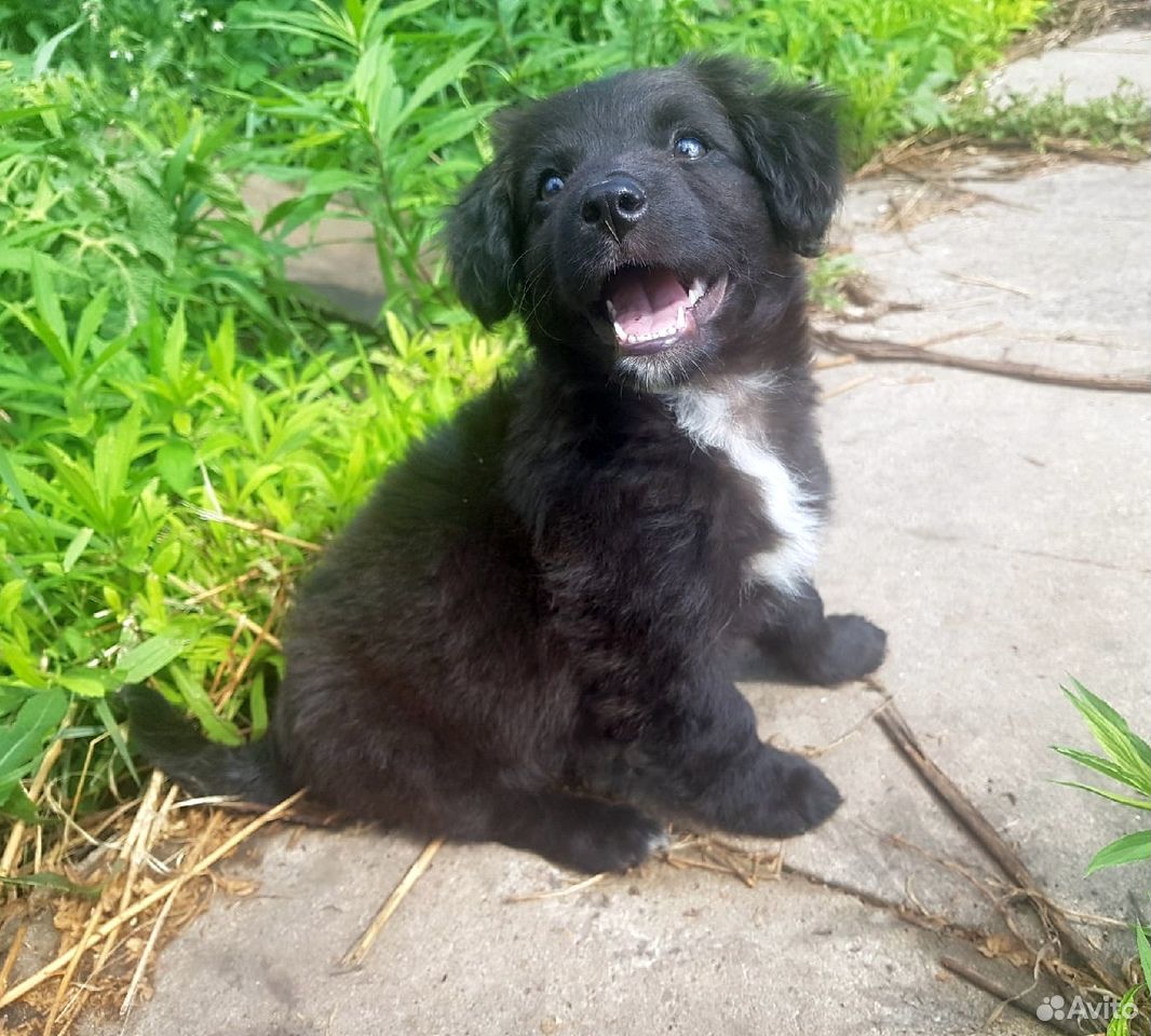 Джина ищет дом