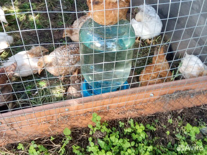 2 месячные петушки