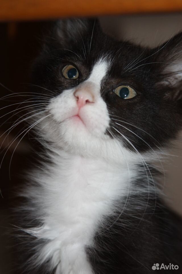 Котенок 3,5мес