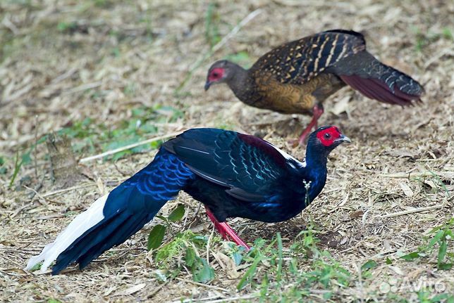 Фазан свайно