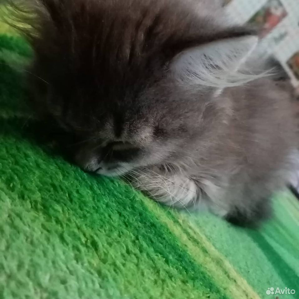 Котенок, мальчик