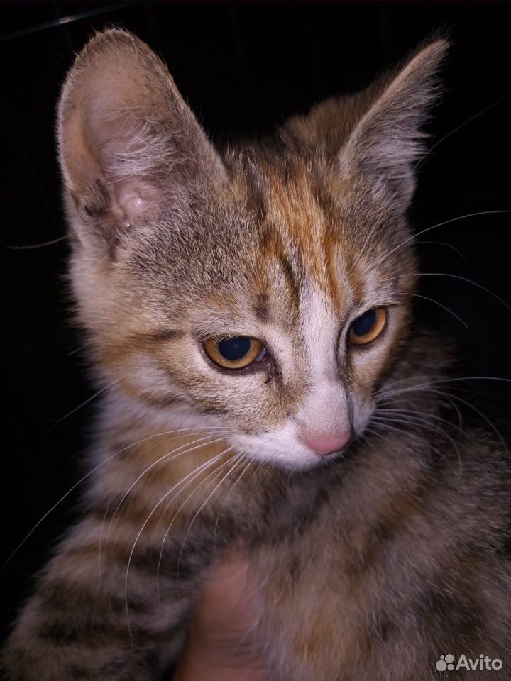 Кошка