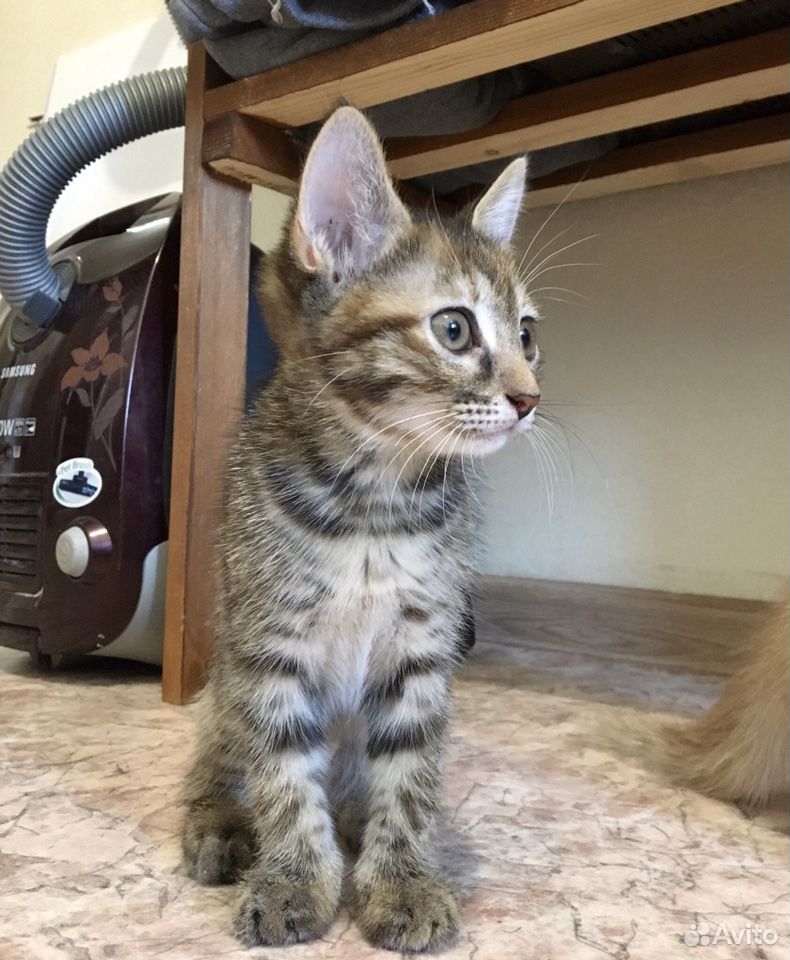 Котёнок
