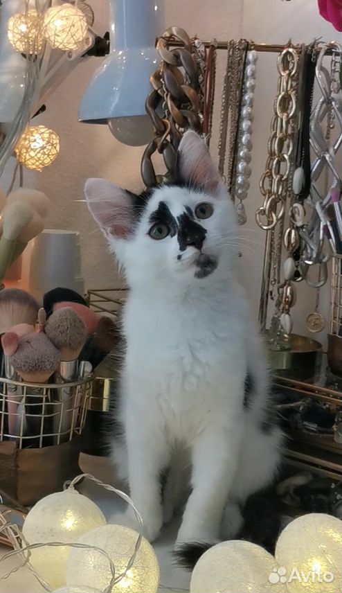 Котенок