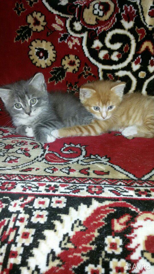 Отдам котят