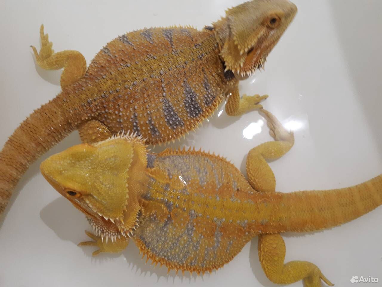 Пара Бородатых Агам