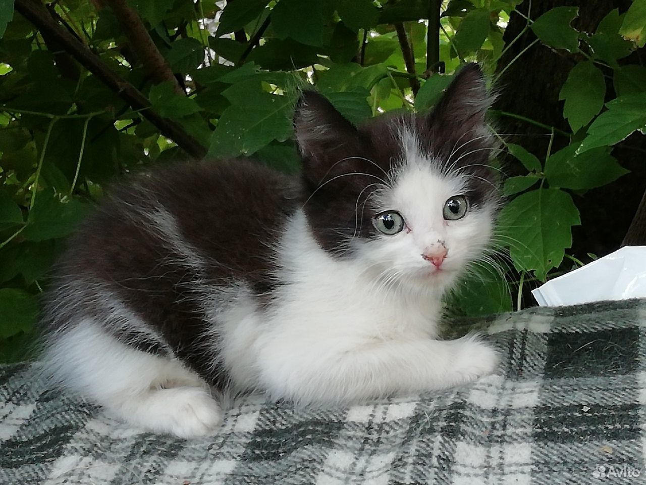 Милый котик Яша, 2 мес