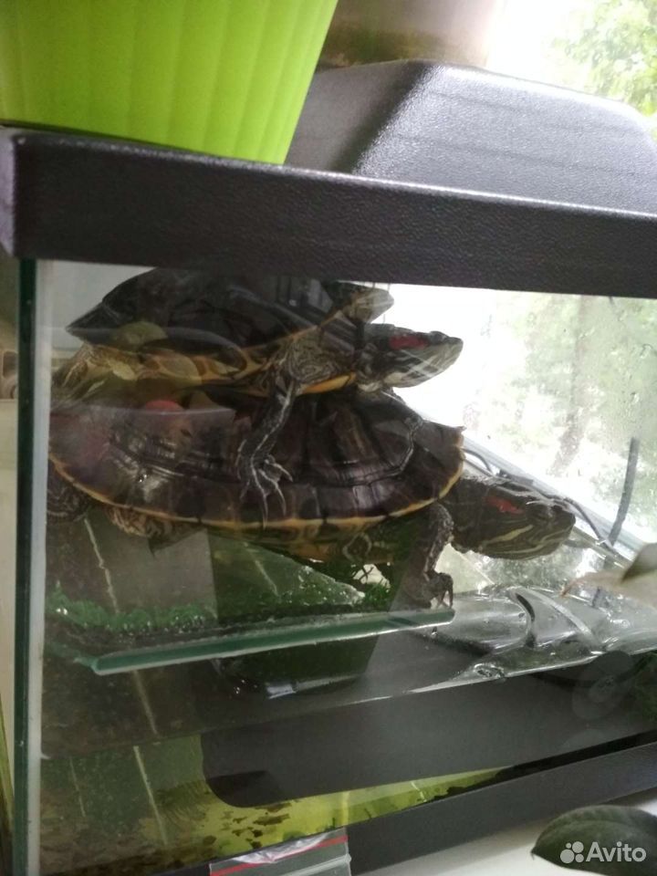 Черепаха
