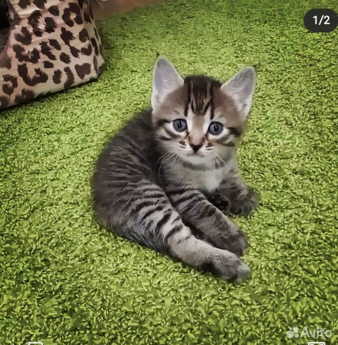 Кошка